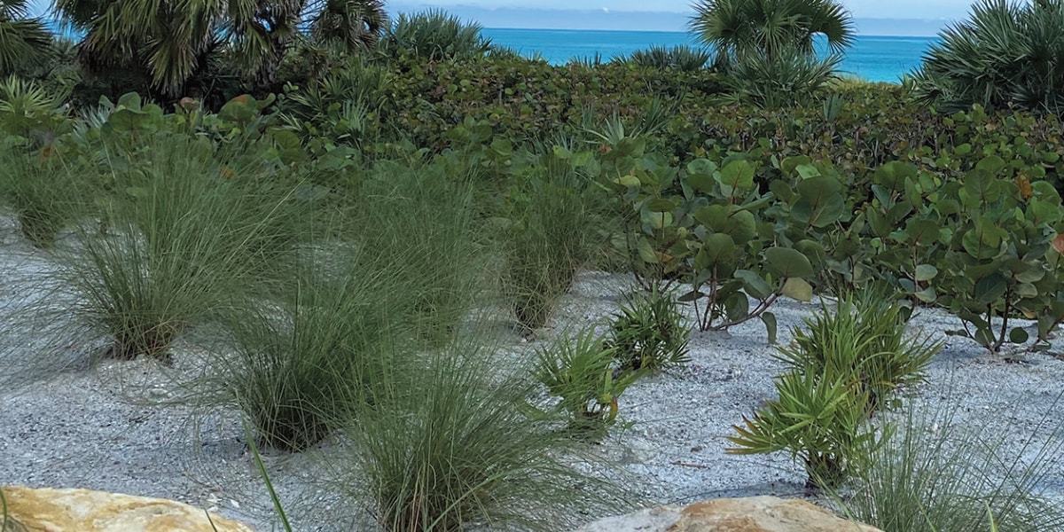 Shoreline Plantings Essential For Our Environment Aiello Landscape Shoreline Plantings Essential For Our Environment Aiello Landscape